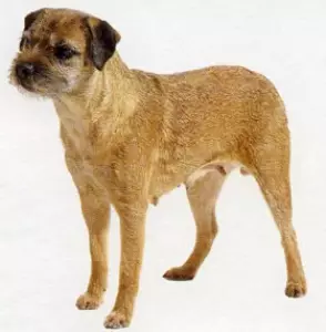 Border Terrier