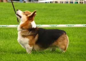 Walliese corgi