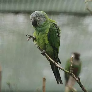 Brown-heading aratinga (Aratinga weddellii)