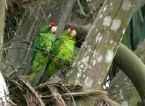 アカビタイメキシコインコ