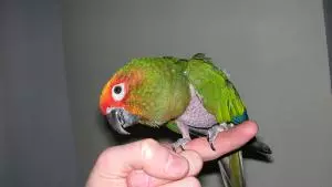 ゴールドキャップのクサビオインコ（Aratinga auricapillus）