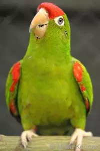 コロンビアのクサビオインコ（Aratinga wagleri）