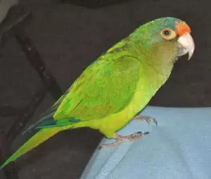 Txiv kab ntxwv-fronted aratinga (Aratinga canicularis)