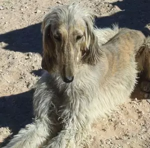 Раси на кучиња Greyhound - авганистански абориџински пес (бахмул)