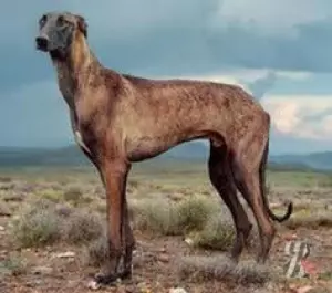 그레이하운드 개 품종 - 아프리카인(사자 개)