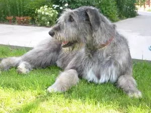 Раси на кучиња Greyhound - ирски Wolfhound
