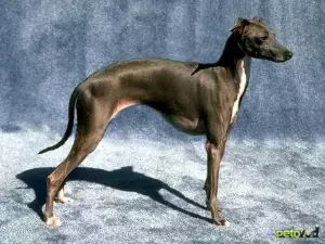 Plemená chrtov - Greyhound (malý taliansky chrt)