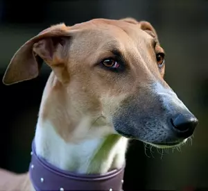 پولشا جەدۋىلى (Hortaya, پولشا Greyhound ، پولشا Greyhound)