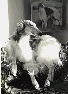 Greyhound farauta na Rasha
