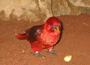 Hồng y lori rực rỡ (Chalcopsitta cardinalis)