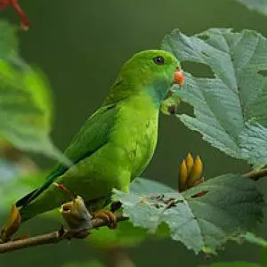 Bahorda osilgan to'tiqush (Loriculus vernalis) -