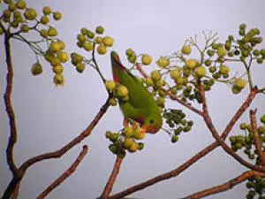 Pappagallo appeso delle Filippine (Loriculus philippensis)