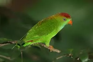 Ceylon Yakarembera Parrot (Loriculus beryllinus)