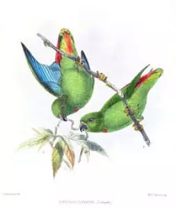 Mbalame yotchedwa Moluccan Parrot (Loriculus catamene)
