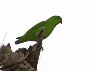 Parrot ea Sulawesian e Tala e Tala (Loriculus exilis)