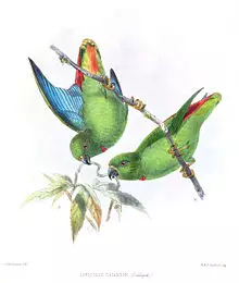 Parrot Hanging Moluccan ?: foto, video, konten lan reproduksi