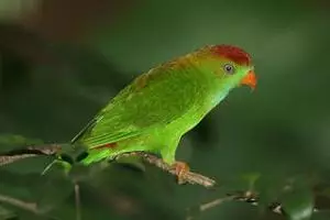 Papagaio enforcado do Ceilão (Loriculus beryllinus)