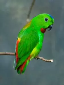 Parrot yopachikidwa pachilumba cha Camiguin (Loriculus camiguinensis)