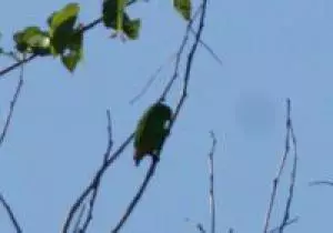 Flores hanging parrot (Loriculus flosculus)