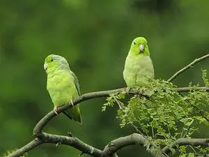 Papagaio-pardal da lição (Forpus coelestis)