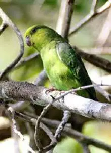 Sort-billed passerine papegøje (Forpus sclateri)