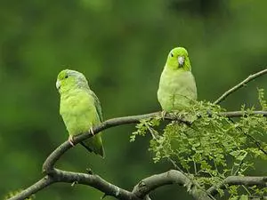 Lessons Sparrow Parrot (Forpus coelestis) -