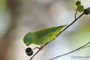 Brillentragende Singvögel Papagei (Forpus conspicillatus)