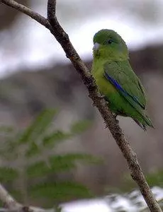 Mbalame yotchedwa Mexican passerine parrot (Forpus cyanopygius)