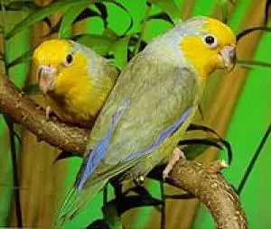 Parrot passerine berwajah kuning (Forpus xanthops)