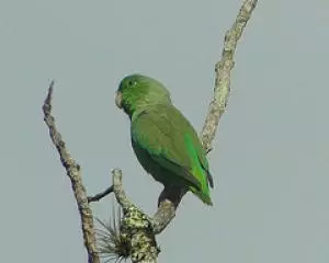 Parrot Passerine buntut ijo (Forpus passerinus)