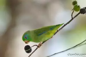 Parot passerine ysblennydd (Forpus conspicillatus)