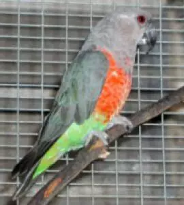 Rödknäppt långvingad papegoja (Poicephalus rufiventris)-