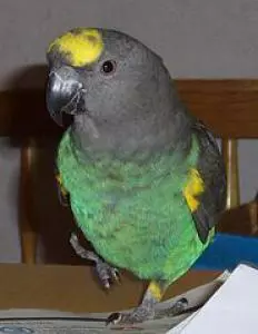 Parrot wamapiko ataliatali (Poicephalus meyeri)