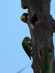 Gula ansikte långvingade papegojor (Poicephalus flavifrons)