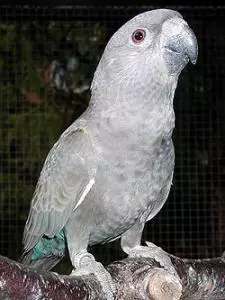 Parrot wamapiko ataliatali (Poicephalus rueppellii)