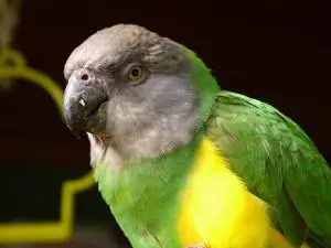 Perroquet à longues ailes sénégalais ? : photo, vidéo, contenu et reproduction