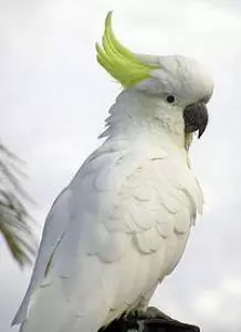 大黃鳳頭鸚鵡 (Cacatua galerita) -