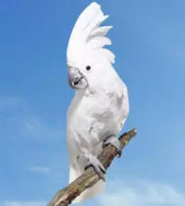 Stor hvidkammet kakadue (Cacatua alba)