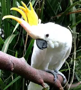 Laʻau lanu samasama samasama samasama (Cacatua sulphurea, Plyctolophus sulphurea)