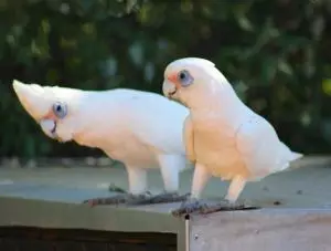 Cockatoo wamaso akulu (Cacatua sanguinea, Kakatoe sanguinea)