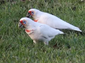 Kakadu z nosom (Cacatua tenuirostris, Kakatoe tenuirostris)