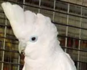 Сүлеймен кокату (Cacatua ducorpsii, Plyctolophus ducrops)