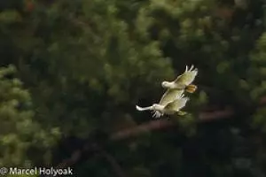 Filipinski kakadu (Cacatua haematuropygia, Kakatoe haematuropygia)