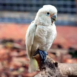 Goffin's cockatoo (Cacatua goffiniana, Cacatua goffini, Kakatoe goffini)