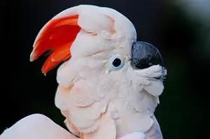 Moluccan cockatoo (Cacatua moluccensis)