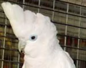 Solomon cockatoo (Cacatua ducorpsii, Plyctolophus ducrops)