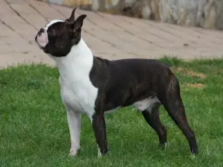 Boston Terrier: etxearen mantenimendua, argazkia, erosi, bideoa, prezioa