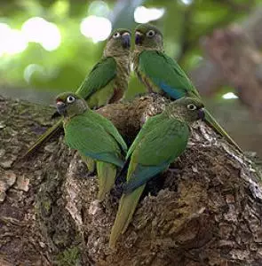 Burung beo ekor merah dengan telinga coklat (Pyrrhura frontalis) -