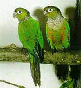 Agasimba kirabura umurizo (Pyrrhura melanura)