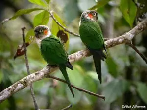 Loro de cola vermella de peito branco (Pyrrhura albipectus)